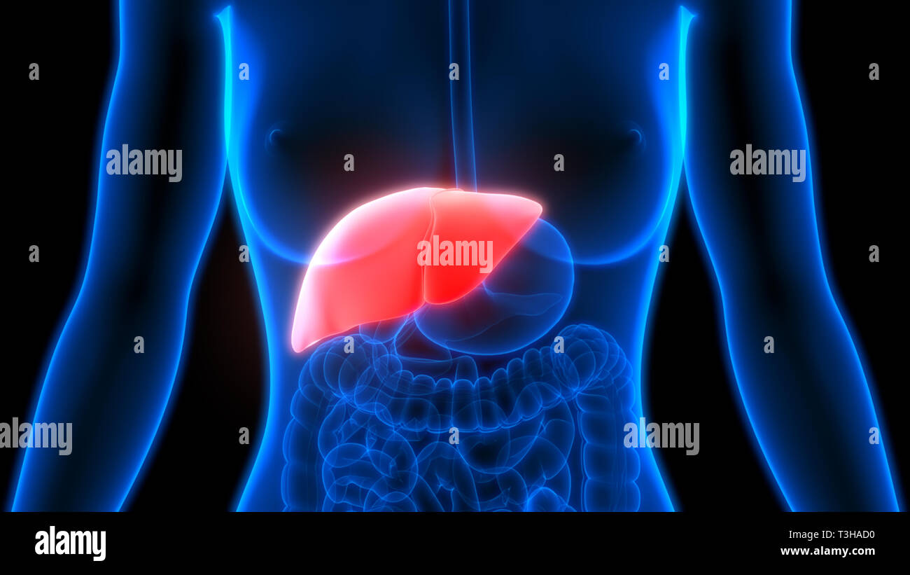 Human Liver Anatomy Stock Photo - Alamy
