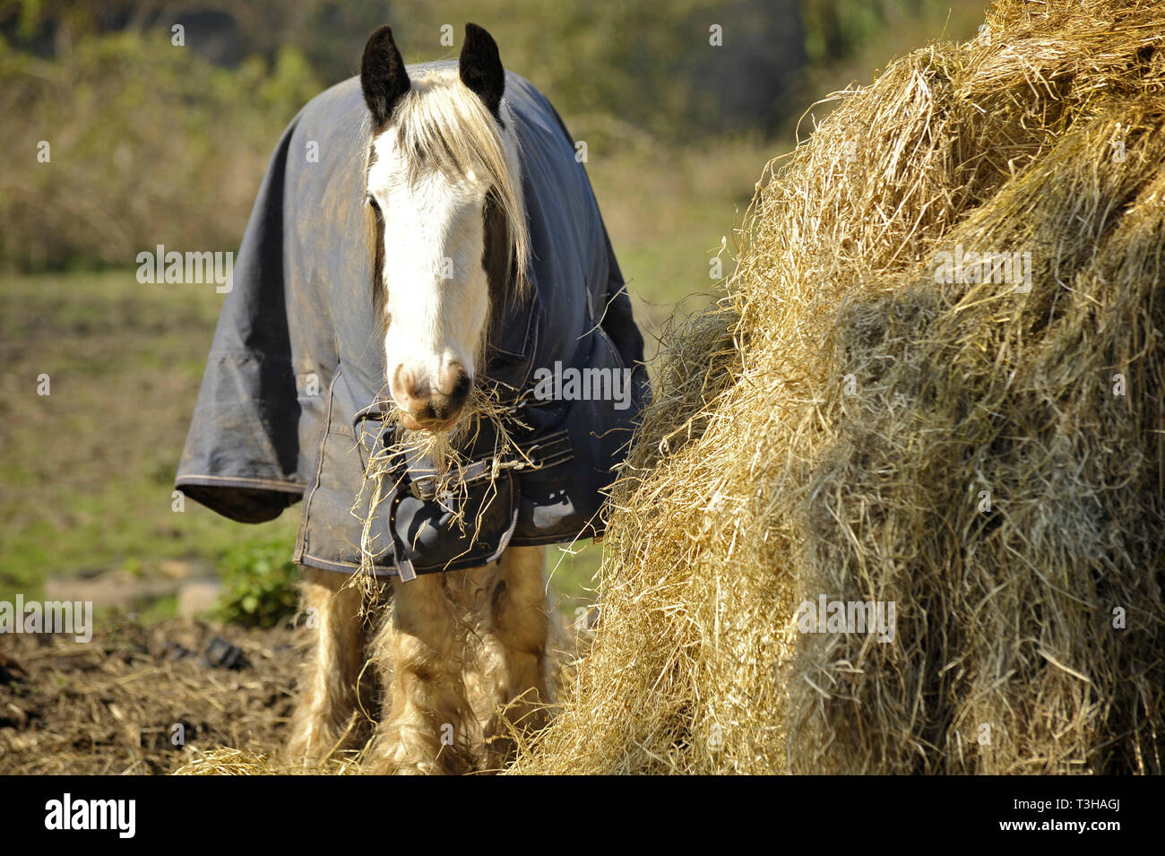 Applejack Chewing Hay