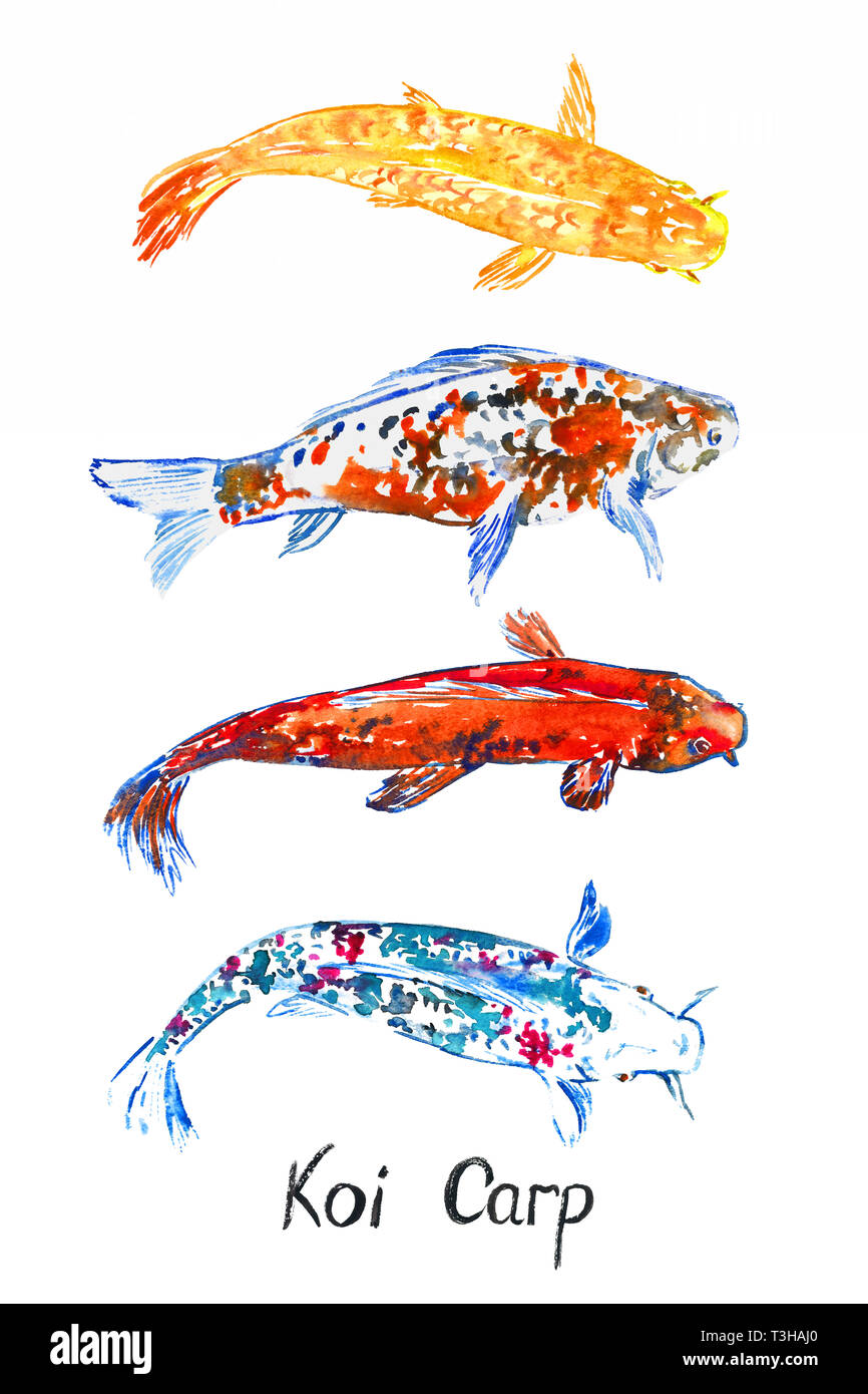 Koi carp collection, isolated on white hand painted watercolor ...