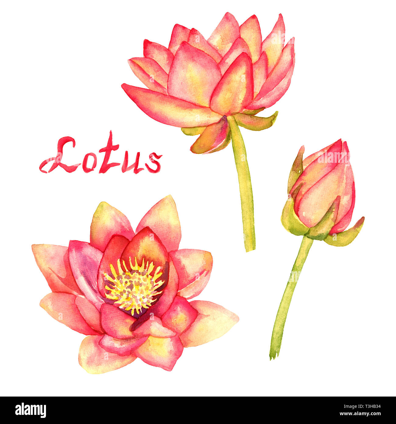 Lotus flowers and buds collection, isolated on white hand painted ...