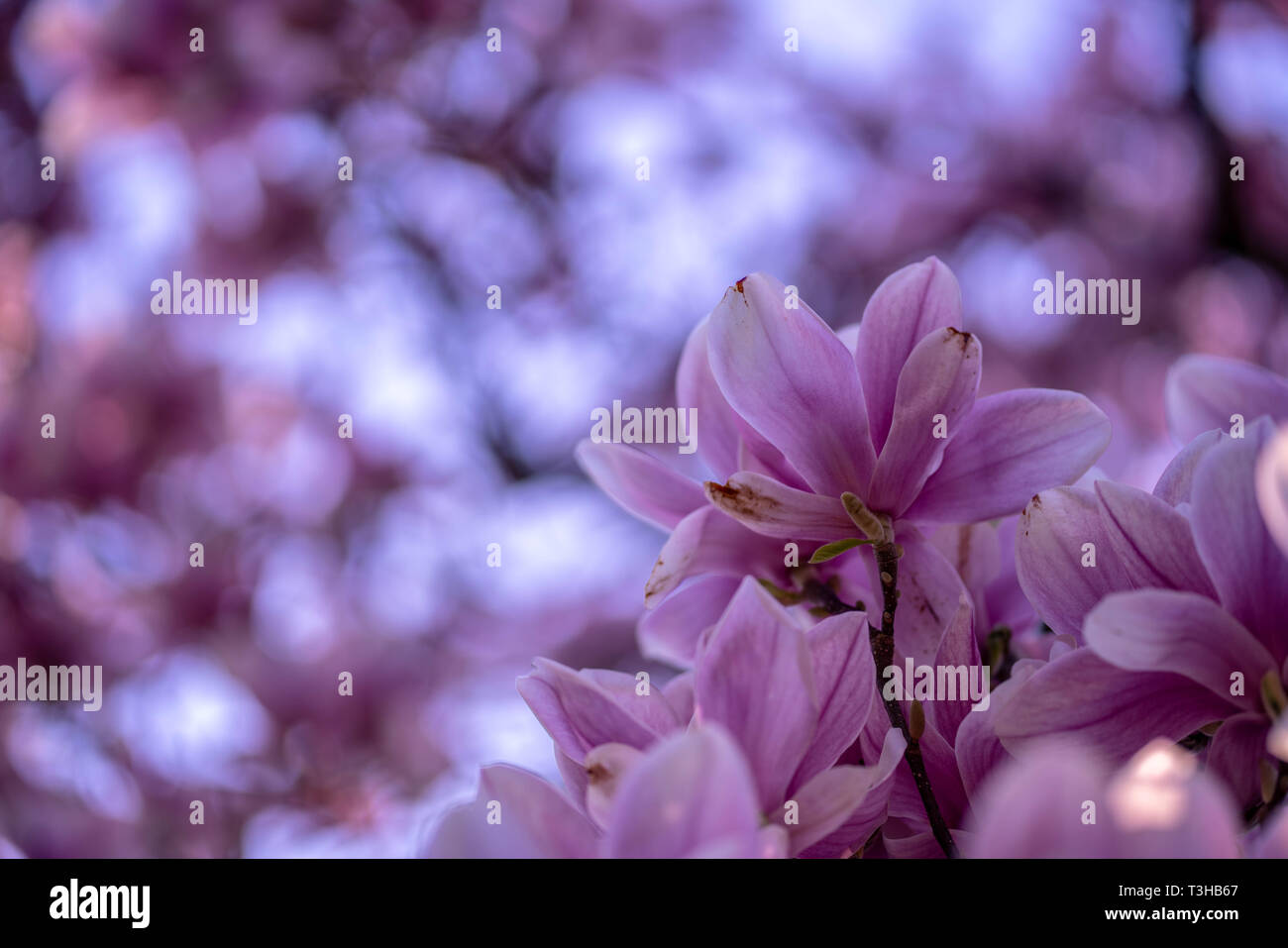 Magnolias at sunset hi-res stock photography and images - Alamy