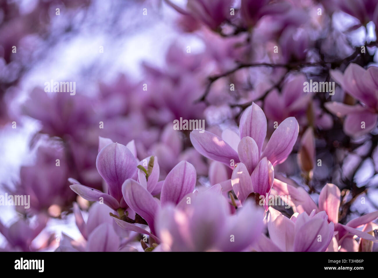 Magnolias at sunset hi-res stock photography and images - Alamy