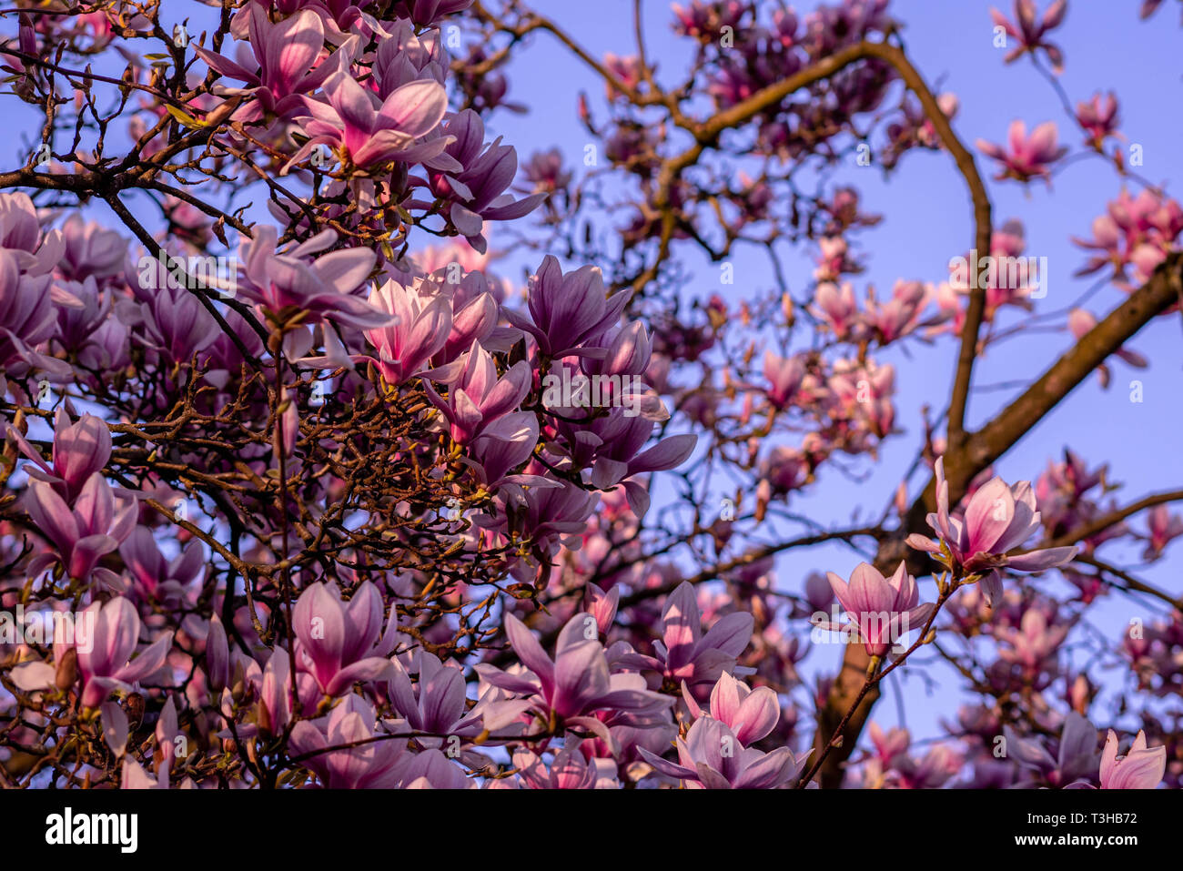 Beautiful magnolias at sunset. Spring nature and flowering trees Stock ...