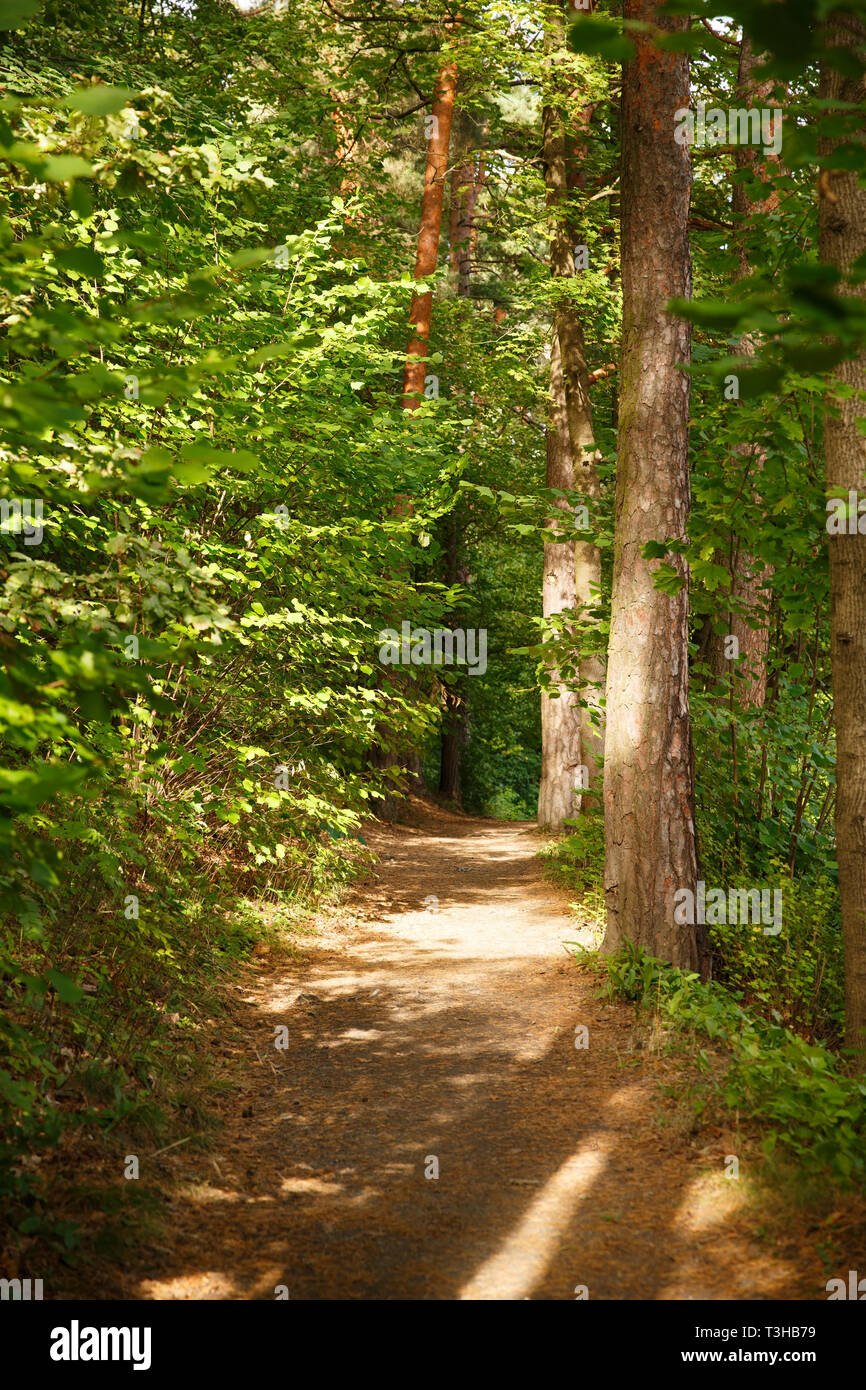 Sunny day in the forest, narrow path, Norway Stock Photo - Alamy