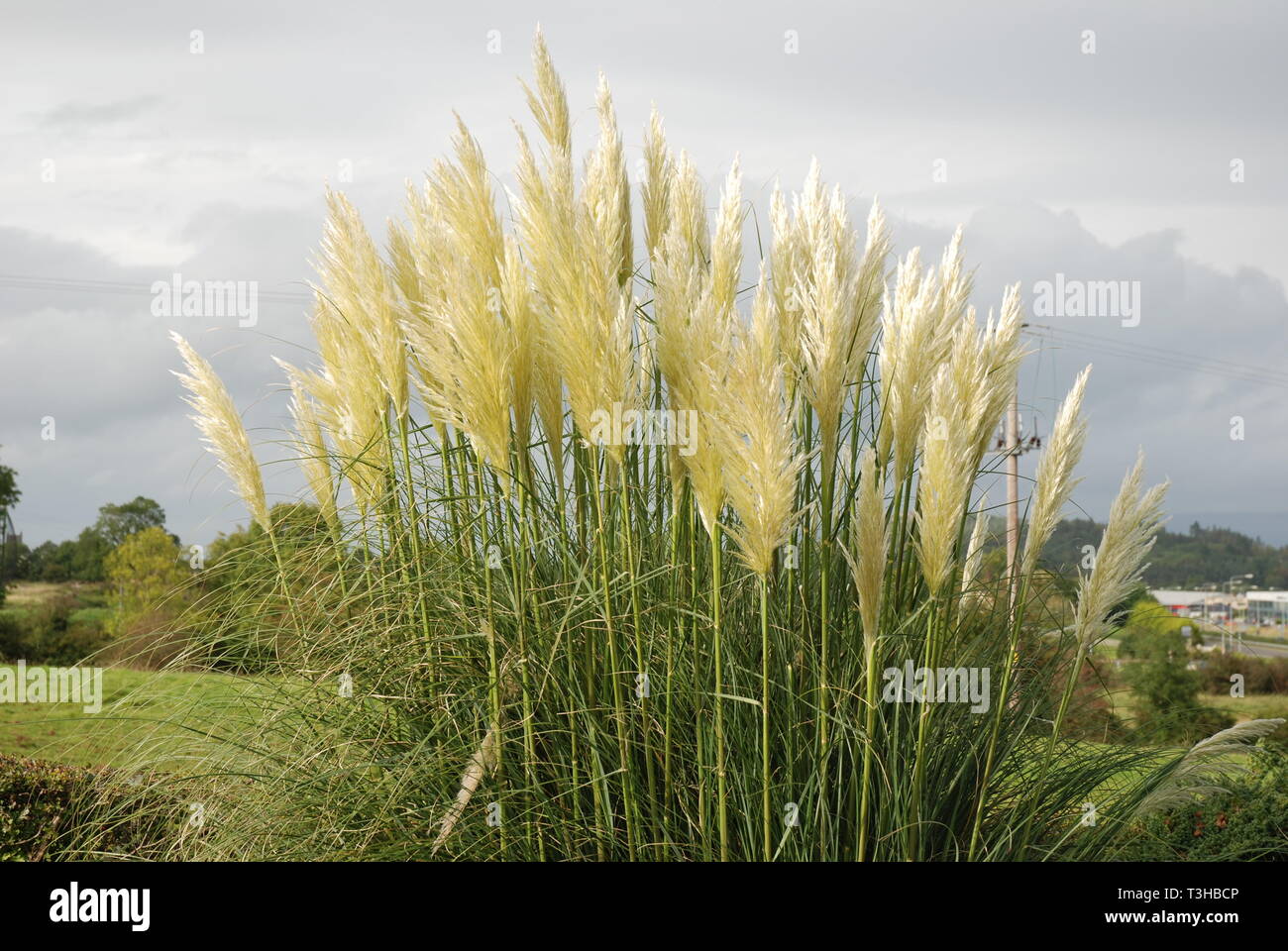 Marsh marshland seagrass hi-res stock photography and images - Alamy