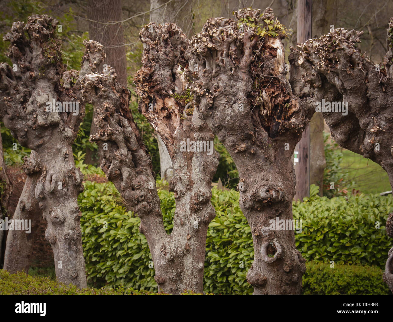 Pollarded trees alongside lock Stock Photo - Alamy