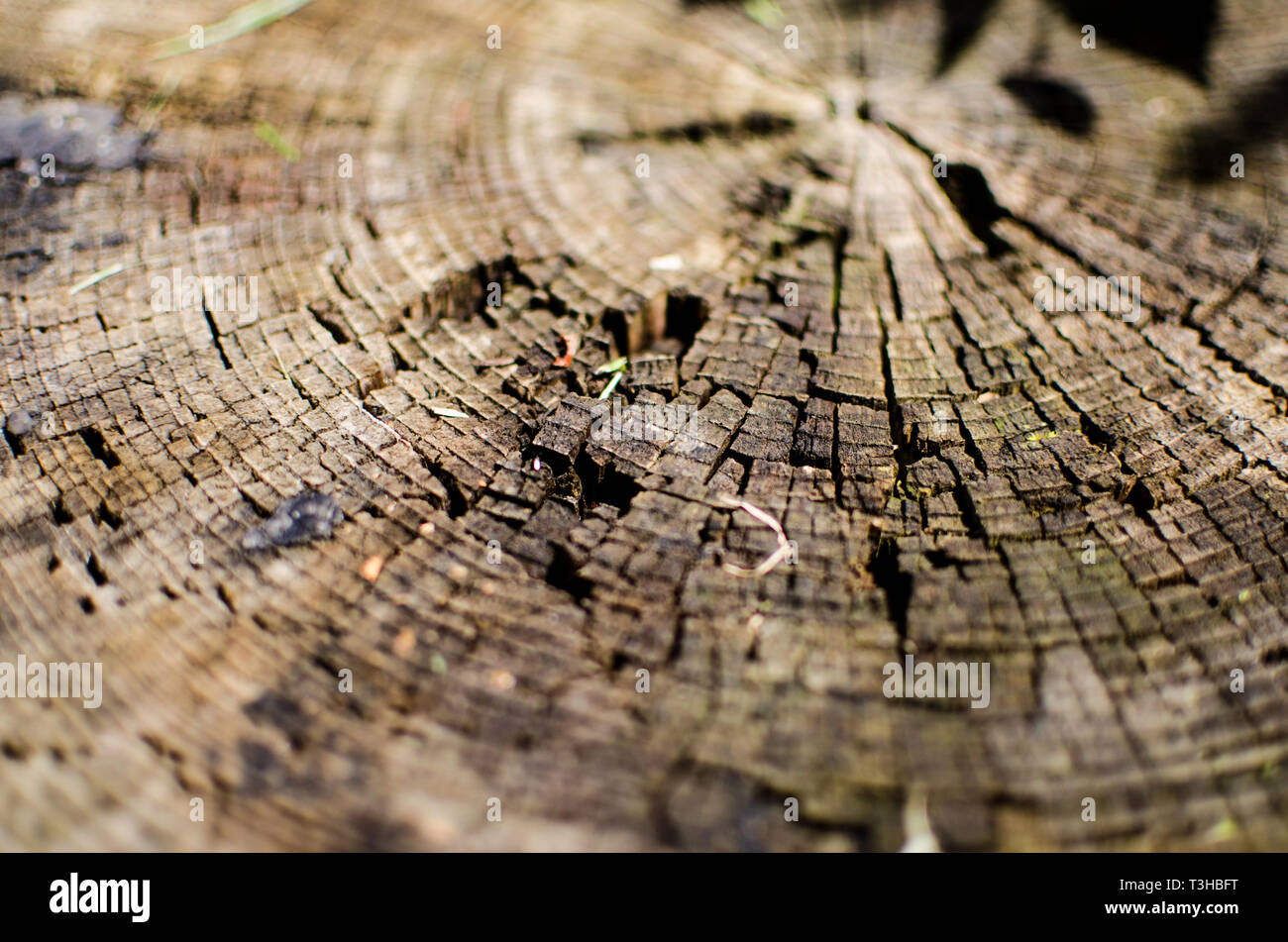 Ring tree hi-res stock photography and images - Alamy