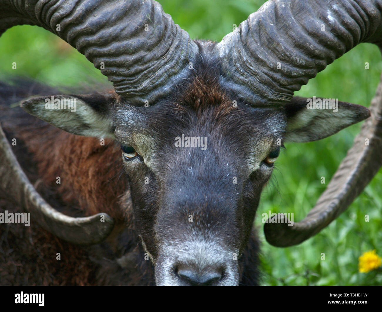 Detail of head of wild mouflon Stock Photo - Alamy