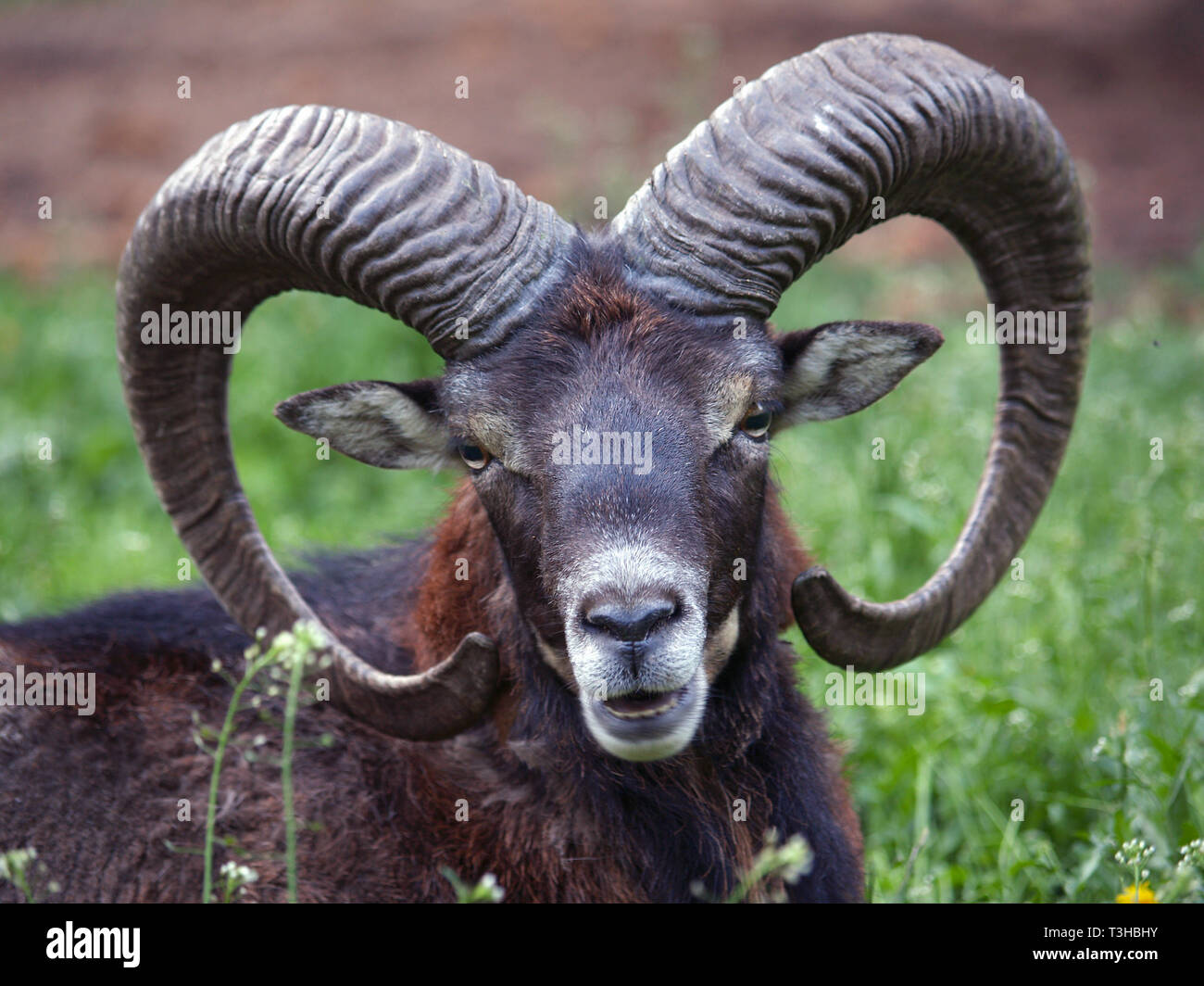 Wild mouflon hi-res stock photography and images - Alamy