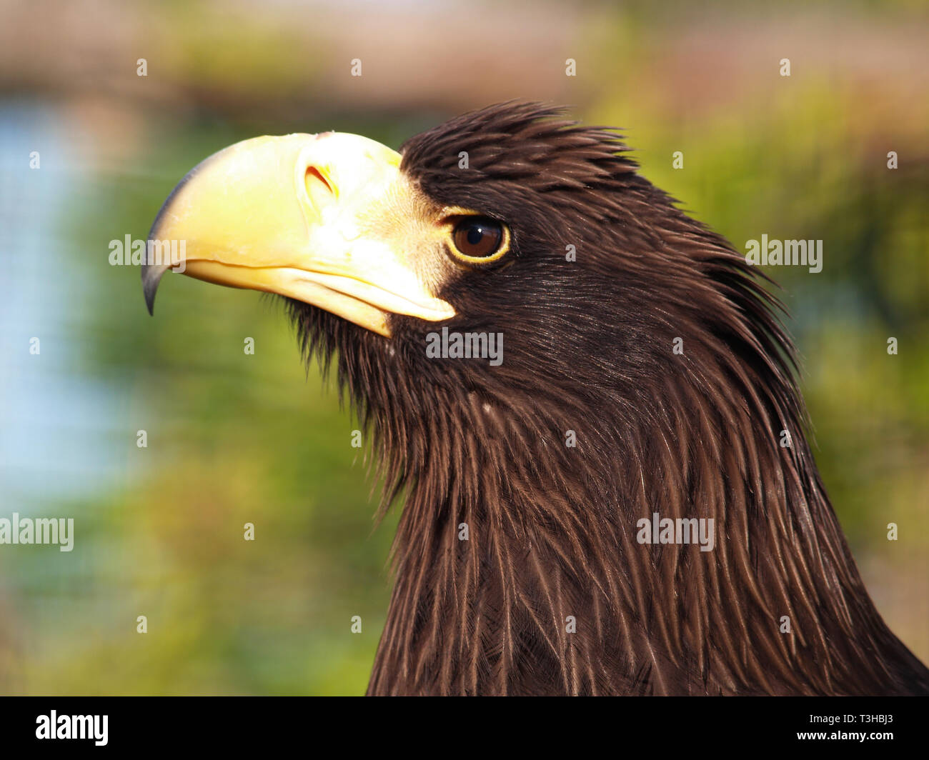 Eagle in zoo hi-res stock photography and images - Alamy