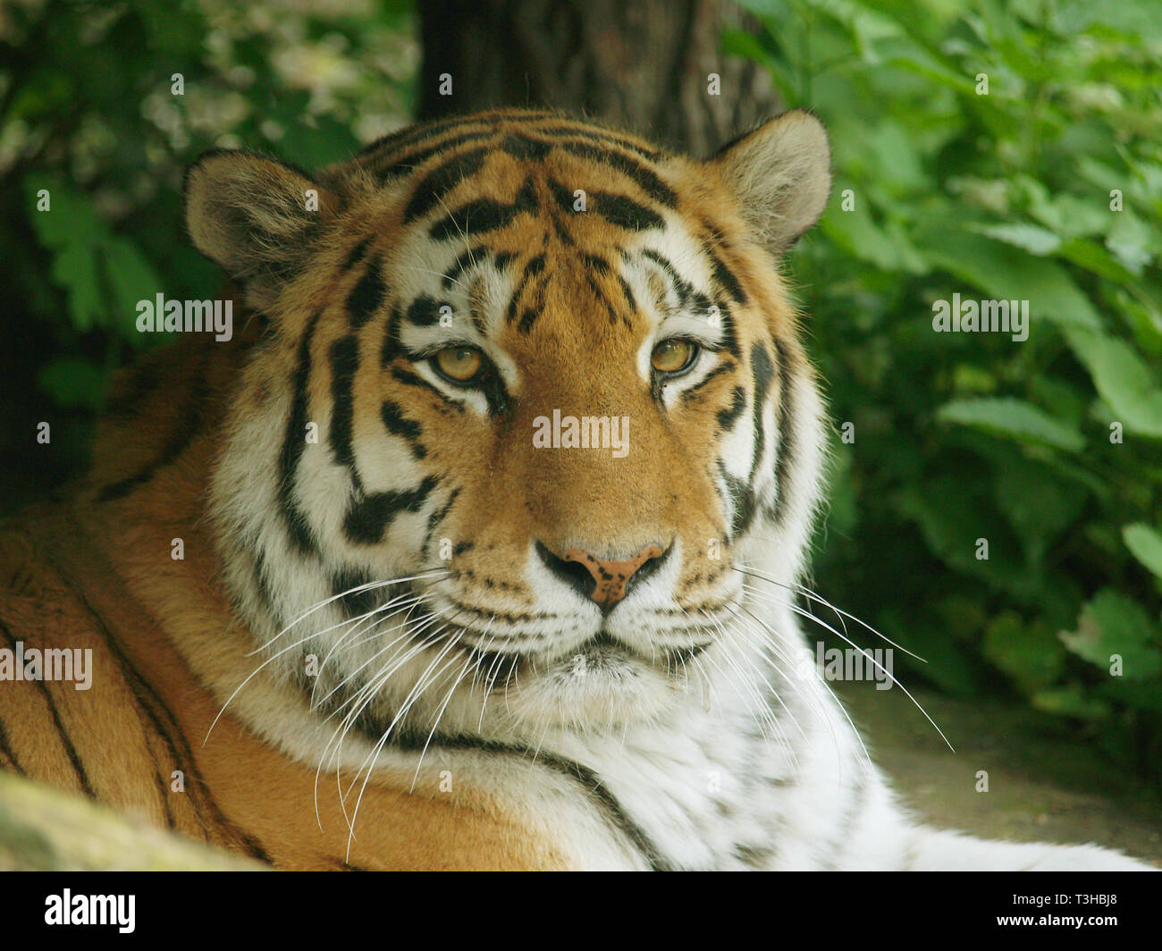 Portrait of siberian tiger resting under tree Stock Photo - Alamy