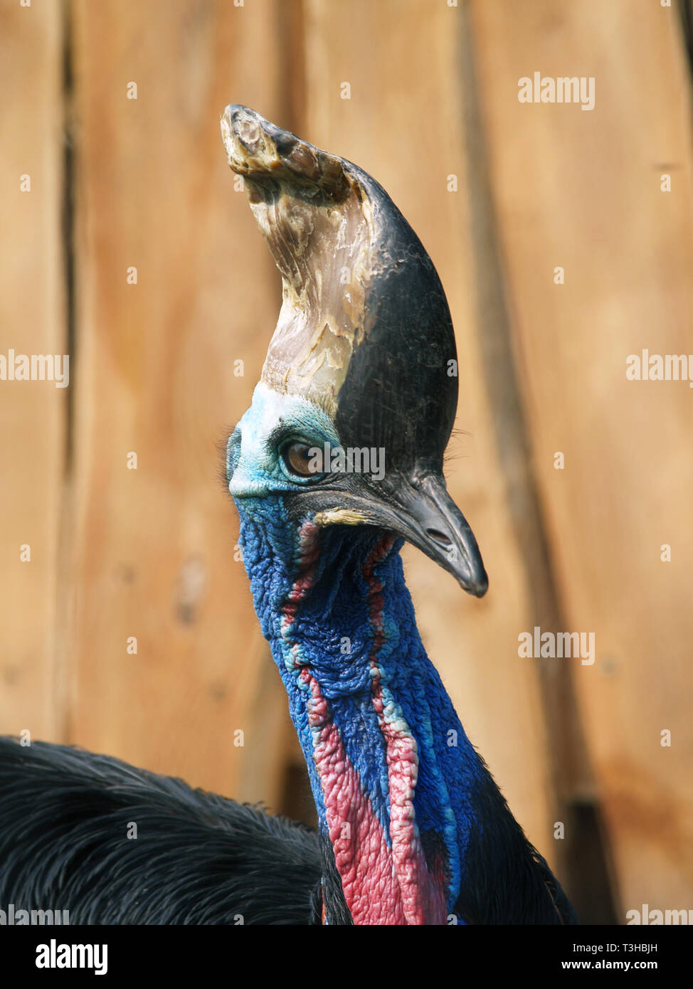 Helmet cassowary hi-res stock photography and images - Alamy