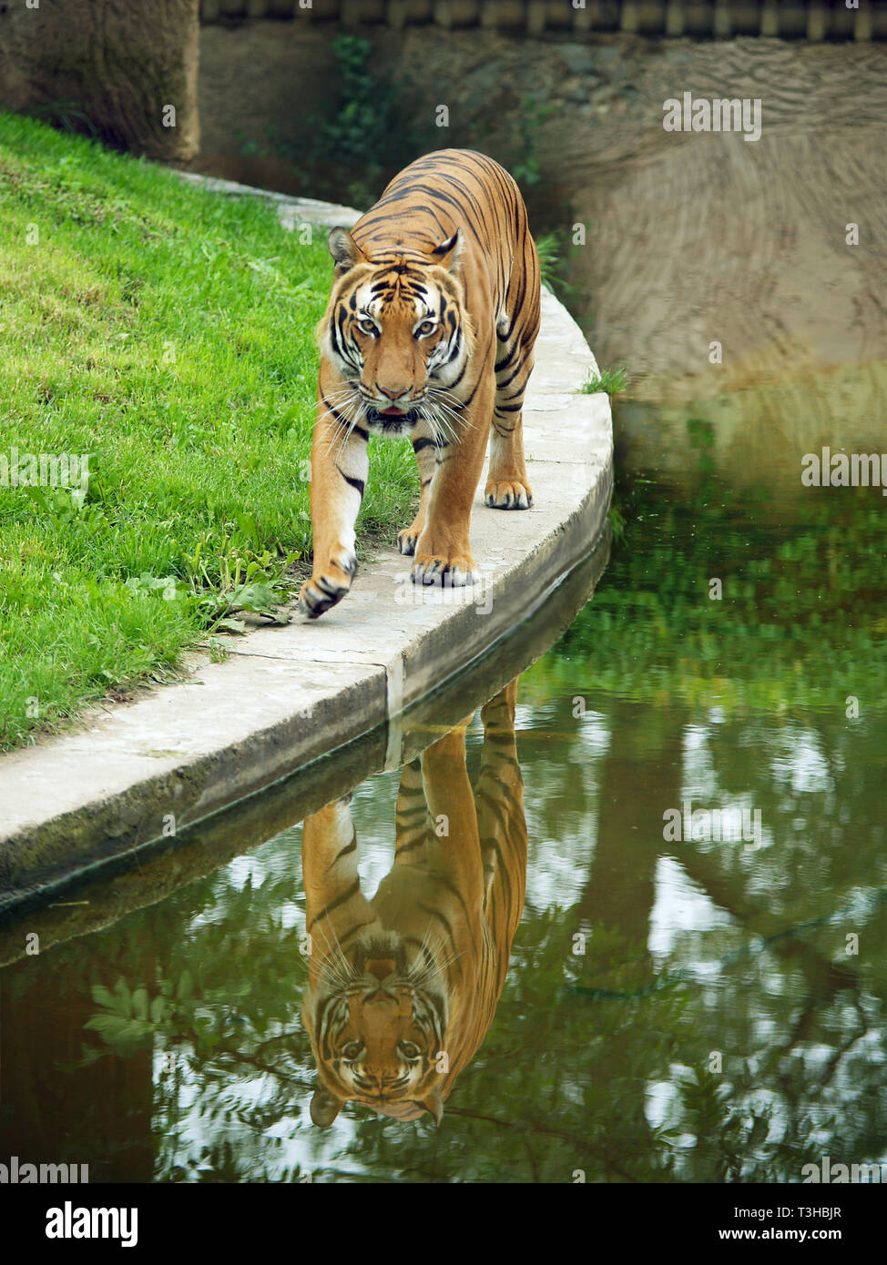 Sumatra tiger walking in grassy paddock Stock Photo - Alamy