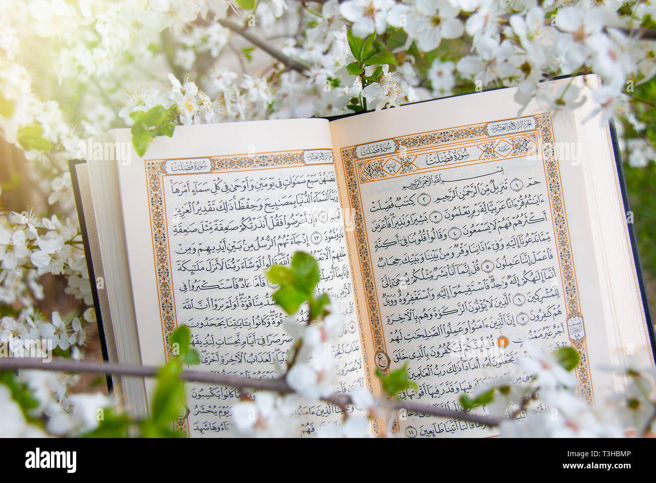 Holy book of Muslims around the world. An open page of Quran Stock ...