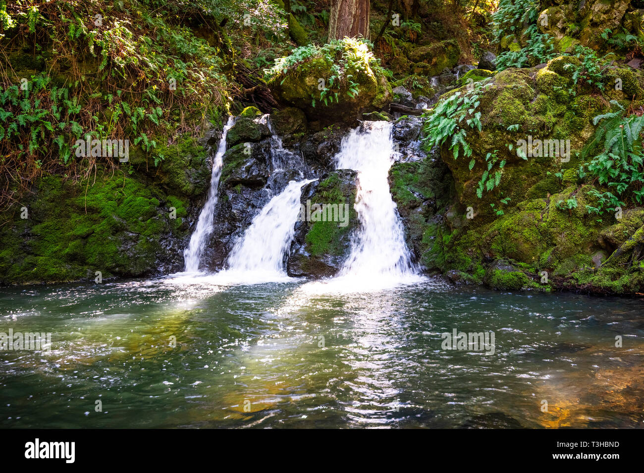 Waterfall on the Cataract trail in Marin Municipal Water District ...