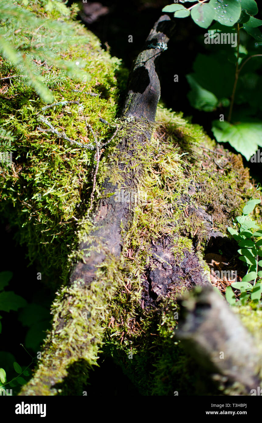 Moss covered log hi-res stock photography and images - Alamy