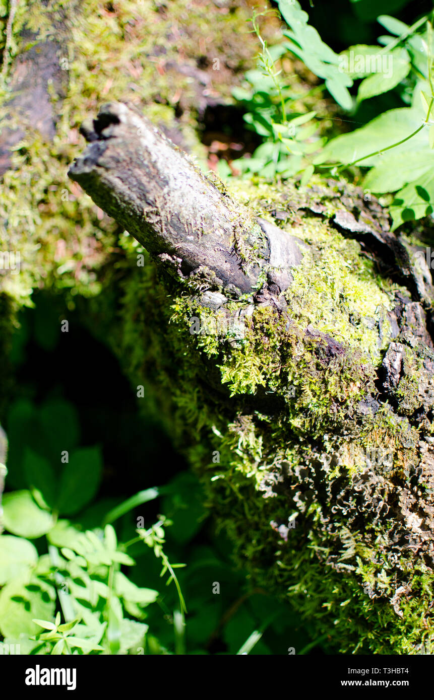 Lichen and moss covered log hi-res stock photography and images - Alamy