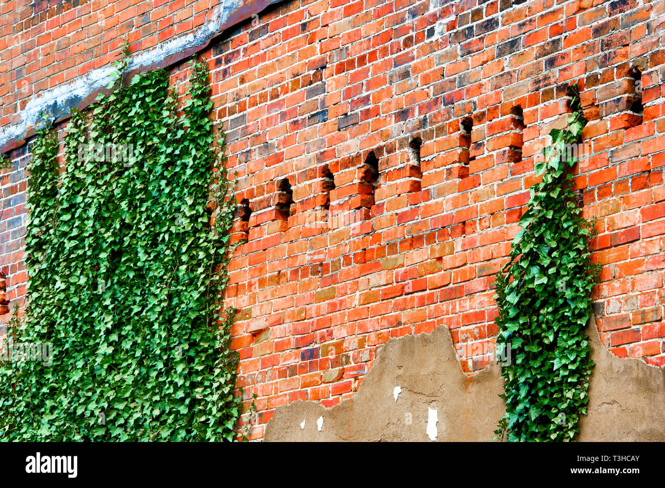 Structure of ivy hi-res stock photography and images - Alamy