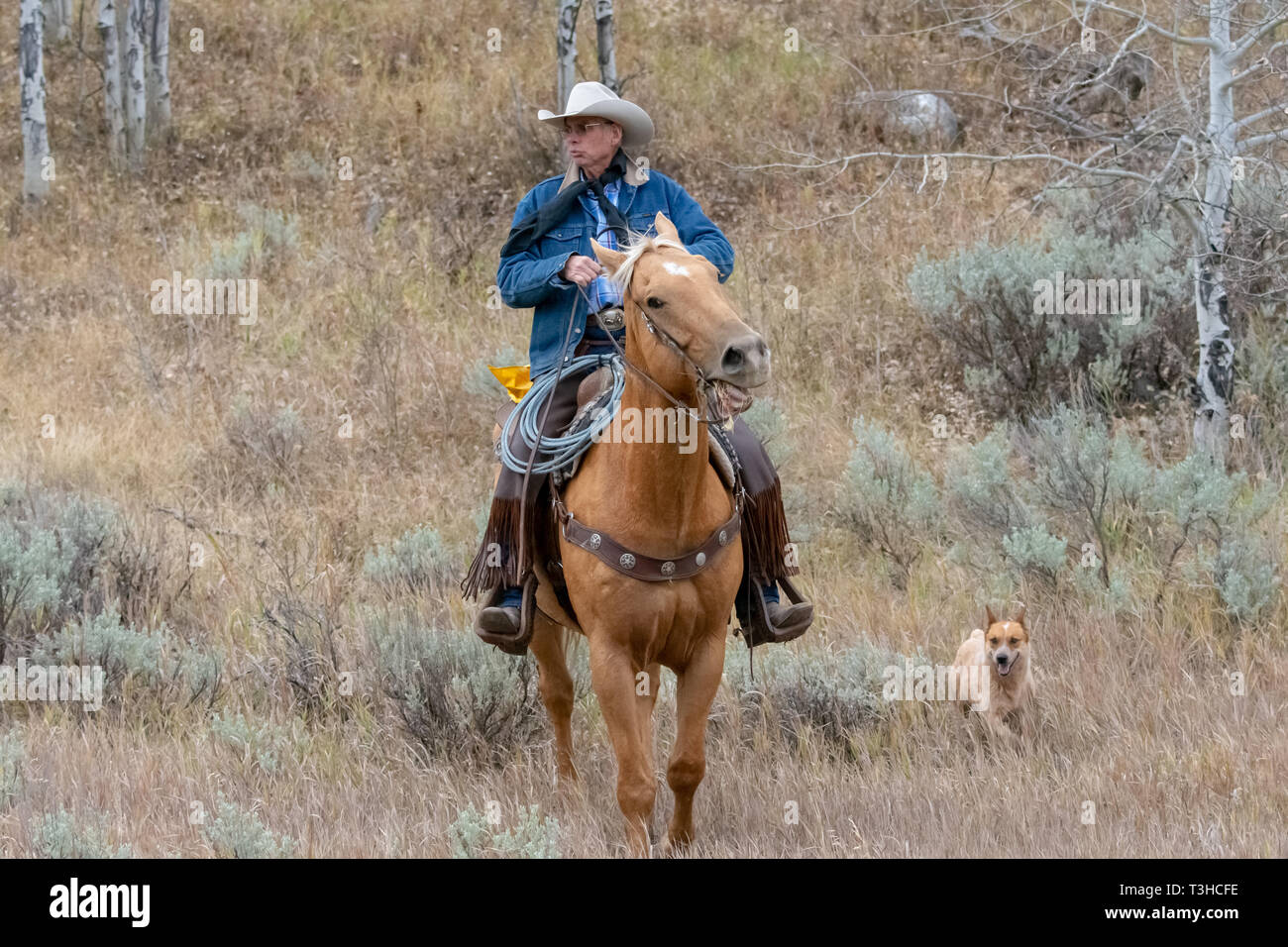 Dog cowboy horse ride hi-res stock photography and images - Alamy