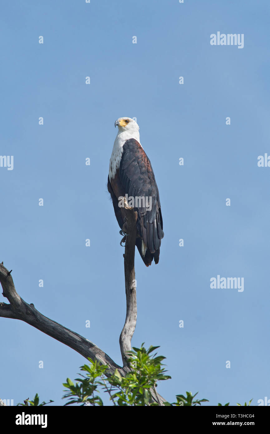 African fish eagle with a fish hi-res stock photography and images - Alamy