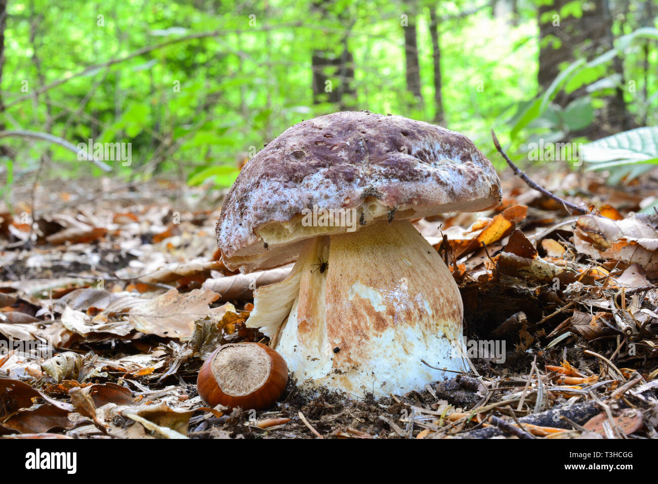 Young Pine bolete or Boletus pinophilus innatural habitat, mountain ...