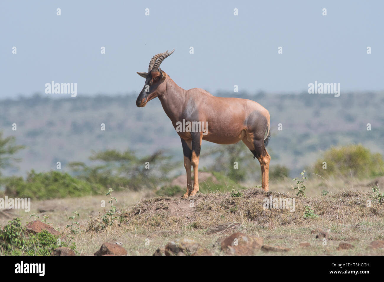 Tsessebe antelope hi-res stock photography and images - Alamy