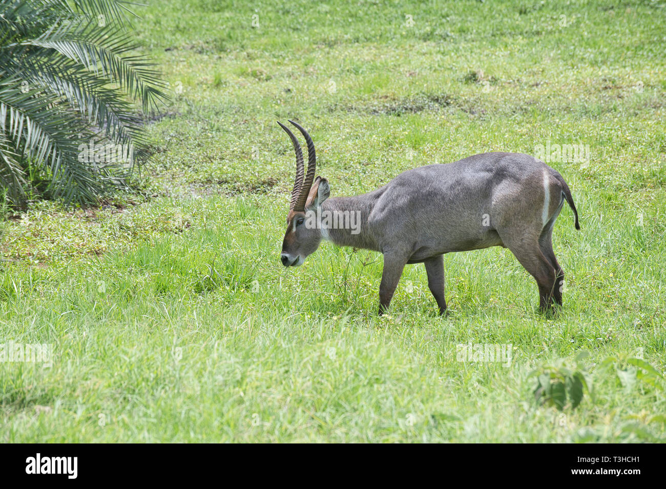 Kenyan waterbuck hi-res stock photography and images - Alamy