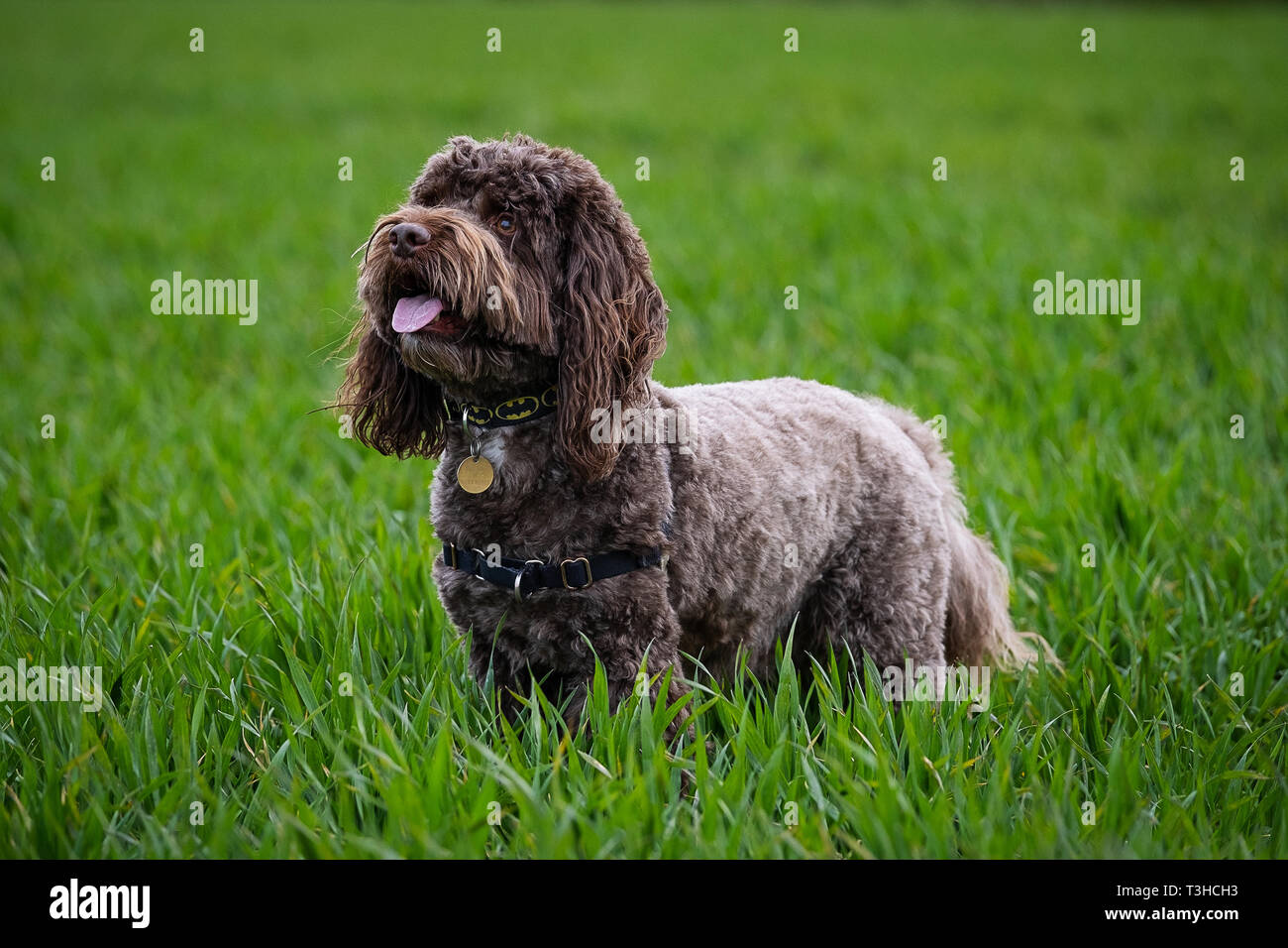 Working Gundogs Springer Spaniels and Speocker Stock Photo - Alamy