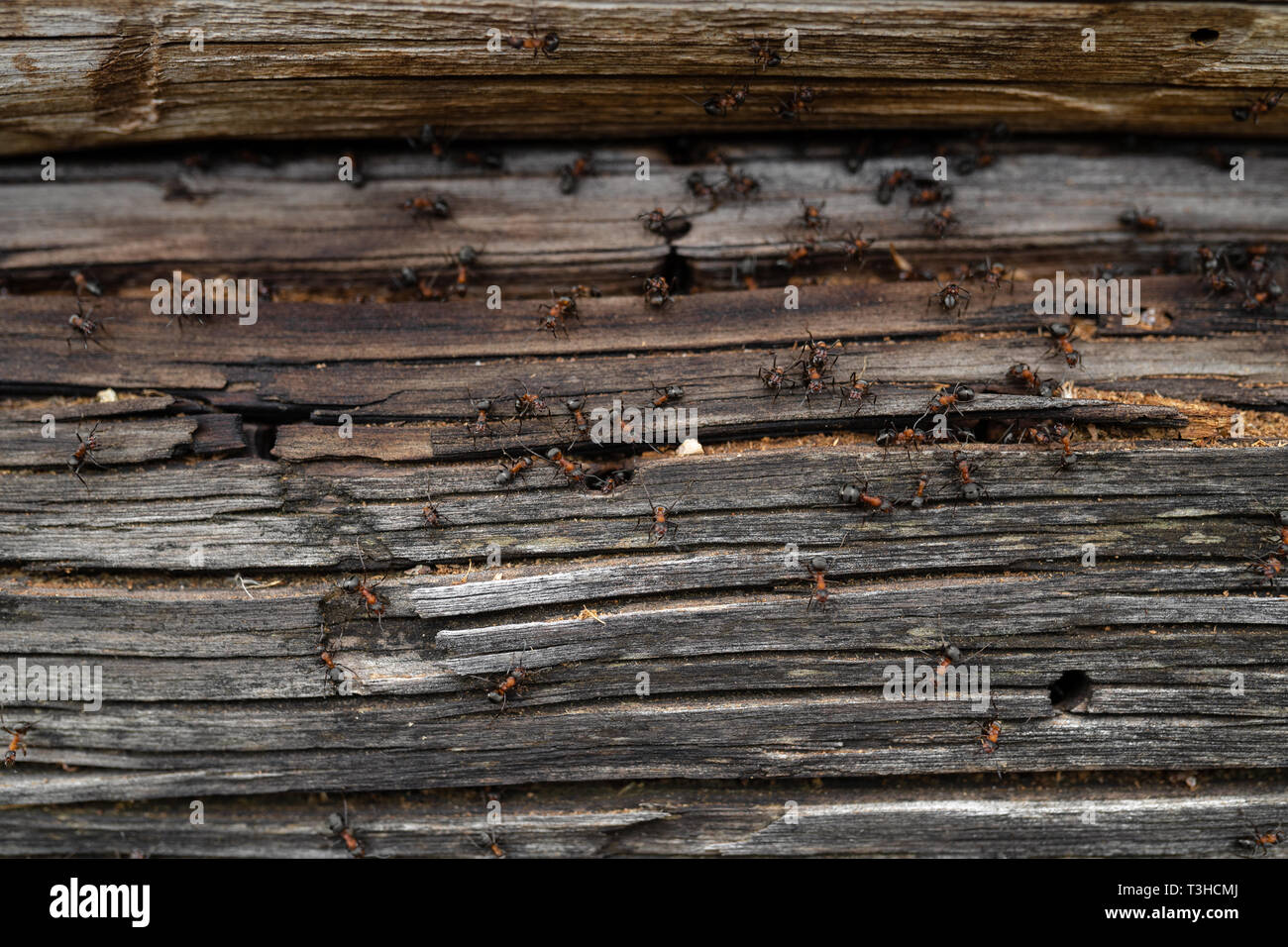 Ants nest in wood - Fire ants crawling on the wooden old house Stock ...