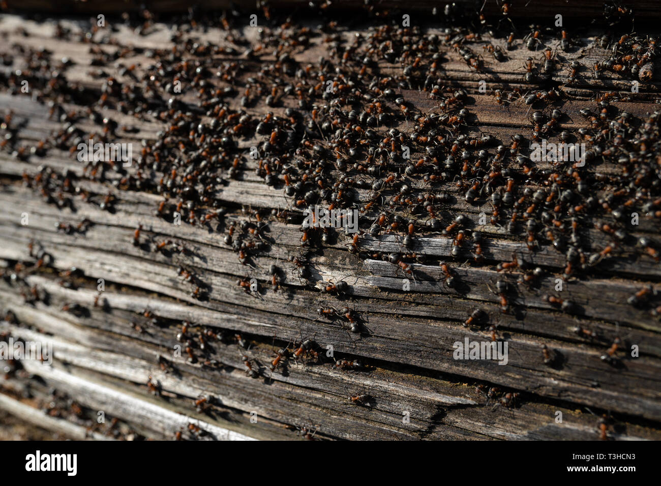 Ants nest in wood - Fire ants crawling on the wooden old house Stock ...