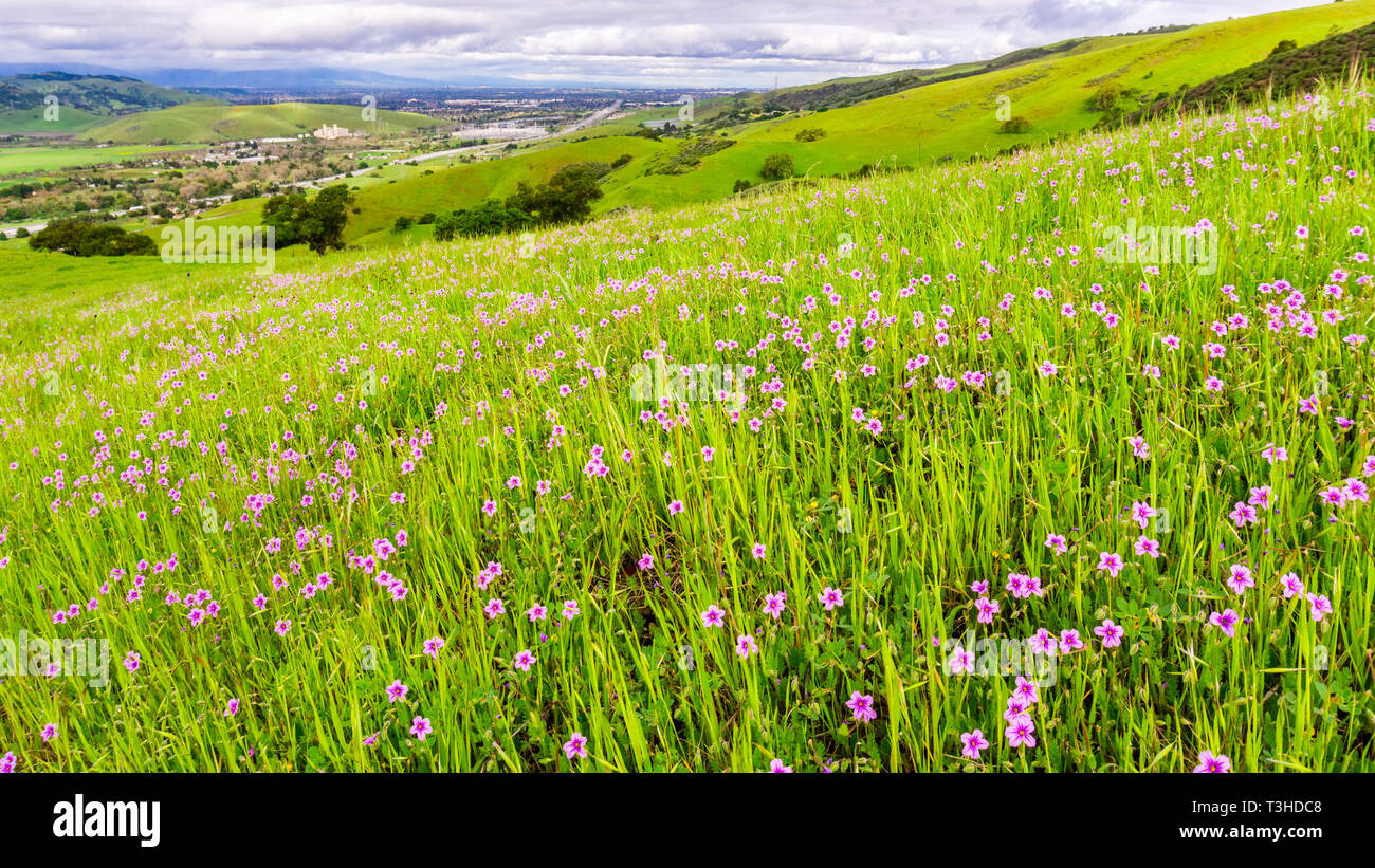 Filaree hi-res stock photography and images - Alamy