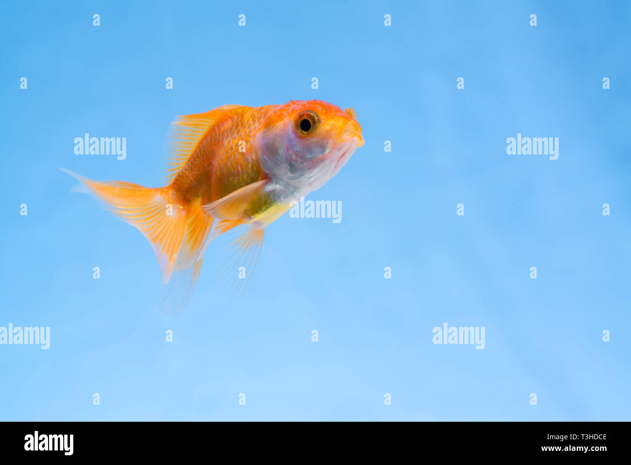 Gold fish or goldfish floating swimming underwater in fresh aquarium ...