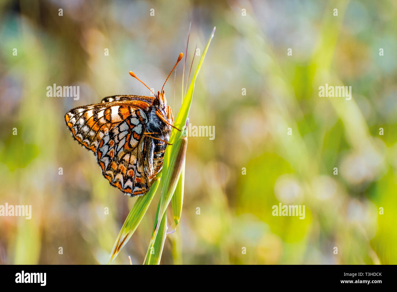 Close up of Bay Checkerspot butterfly (Euphydryas editha bayensis ...