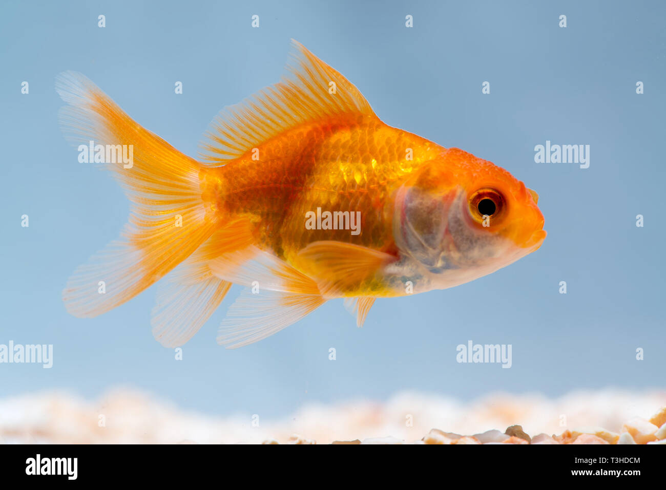 Gold fish or goldfish floating swimming underwater in fresh aquarium ...