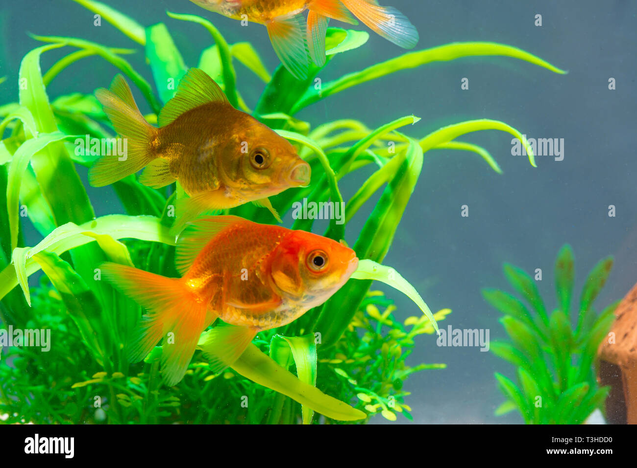 Gold fish or goldfish floating swimming underwater in fresh aquarium ...