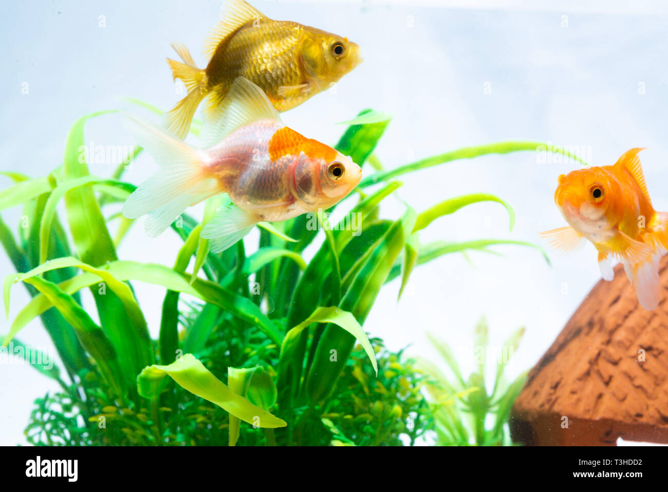 Gold fish or goldfish floating swimming underwater in fresh aquarium ...