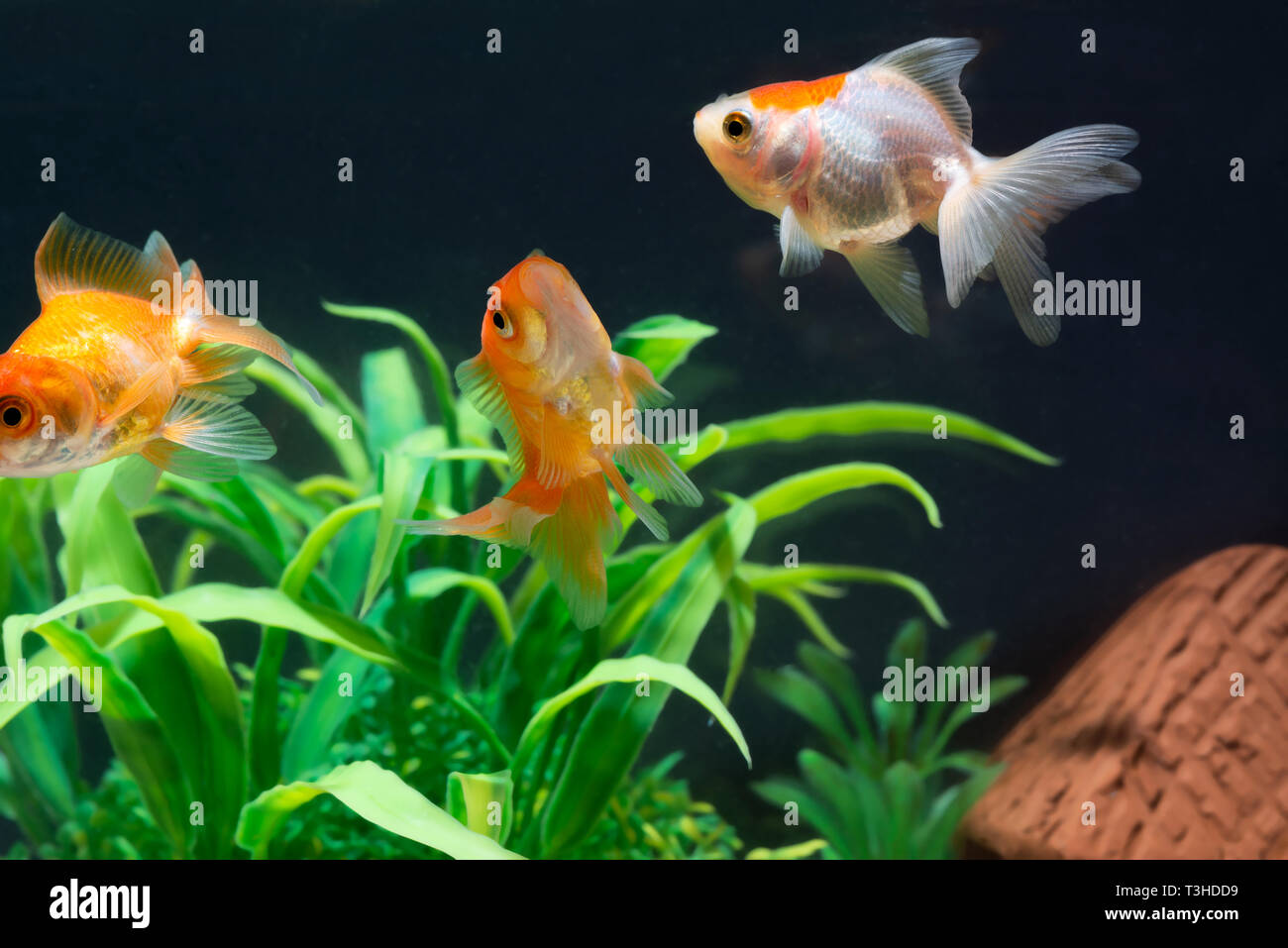Gold fish or goldfish floating swimming underwater in fresh aquarium ...