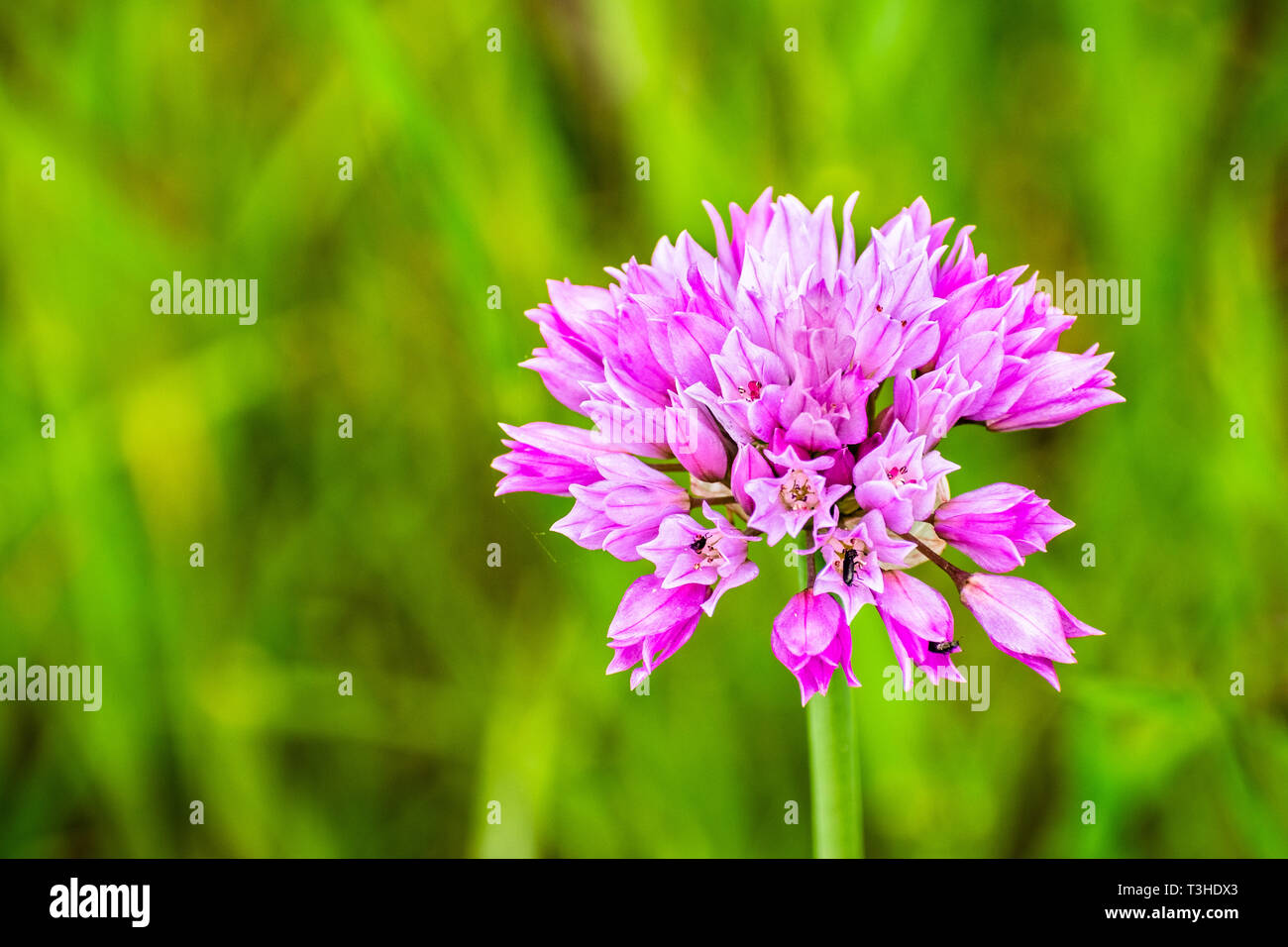 Close up of Jeweled Onion (Allium serra) wildflower, south San ...