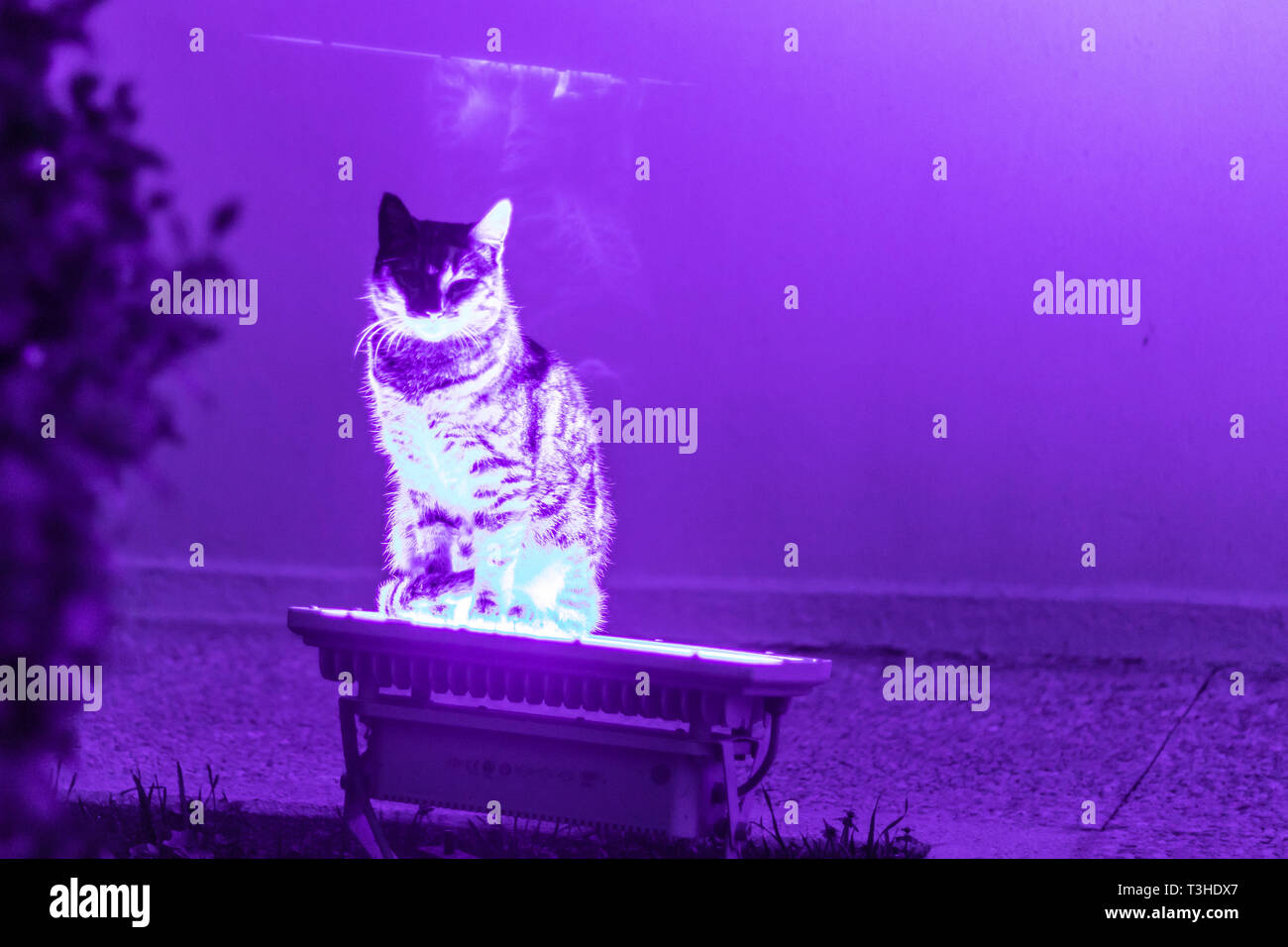 an interesting cat staying on purple neon light. edited to purple ...