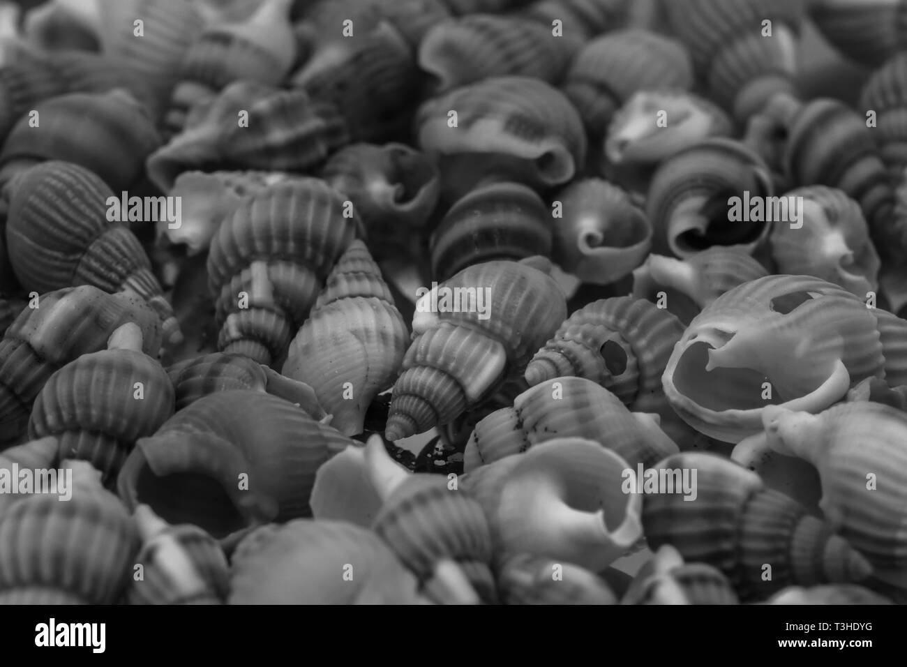 Sea organisms hi-res stock photography and images - Alamy