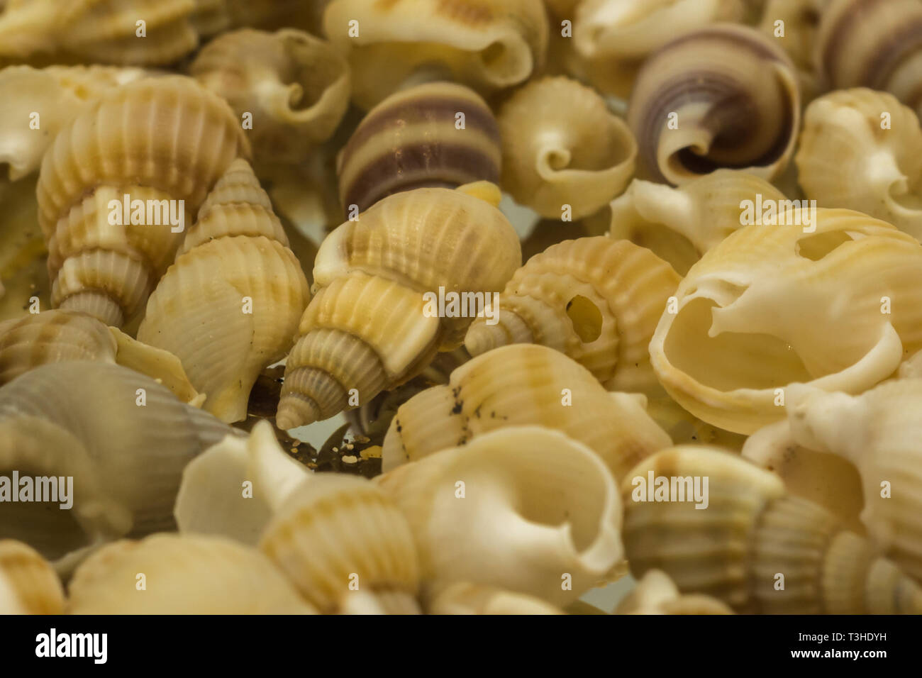 Sea organisms hi-res stock photography and images - Alamy