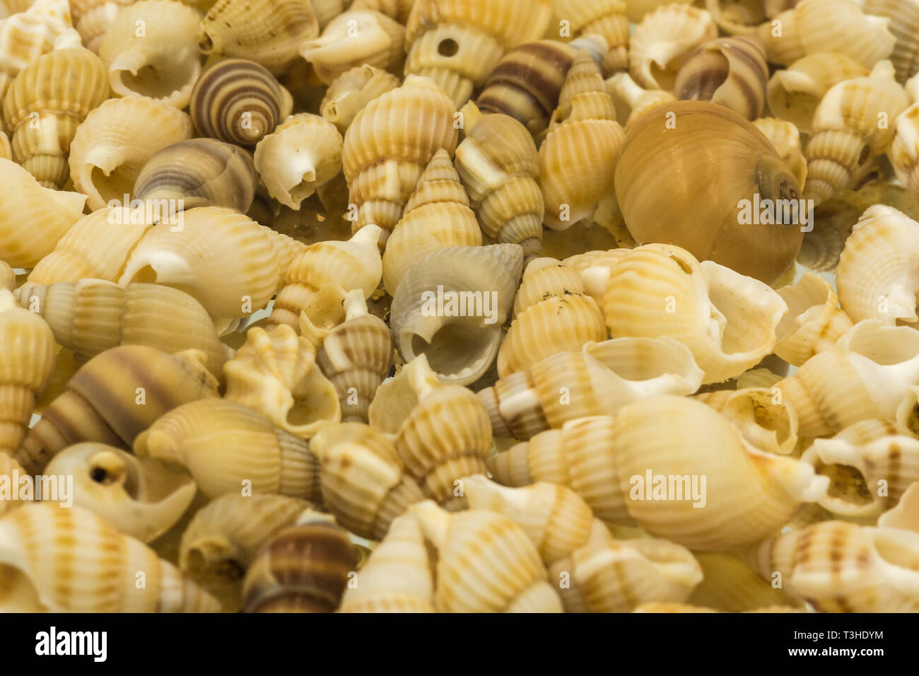 Pile of sea shells hi-res stock photography and images - Alamy