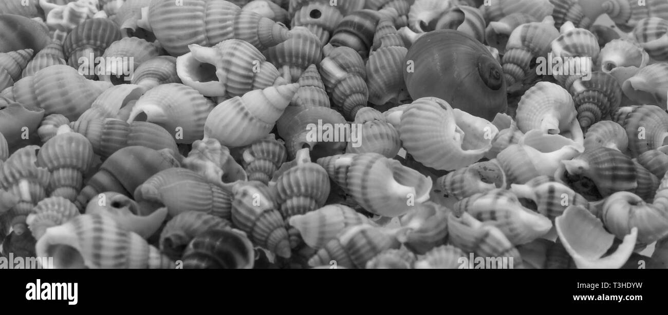 Fragile shells hi-res stock photography and images - Alamy