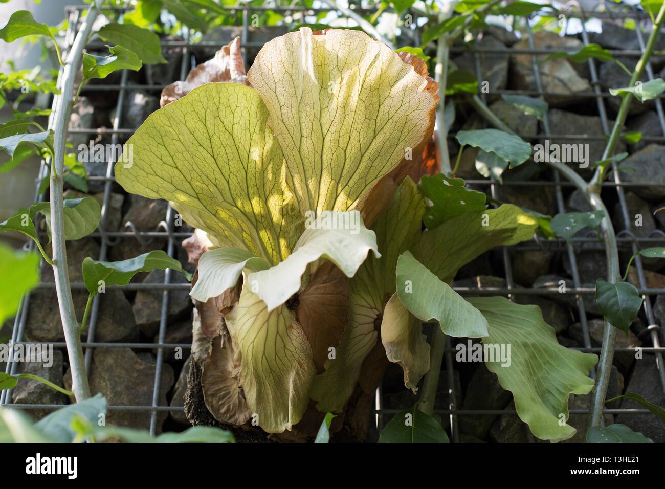 Cabbage fern at Shinjuku Gyoen National Garden in Tokyo Japan Stock ...