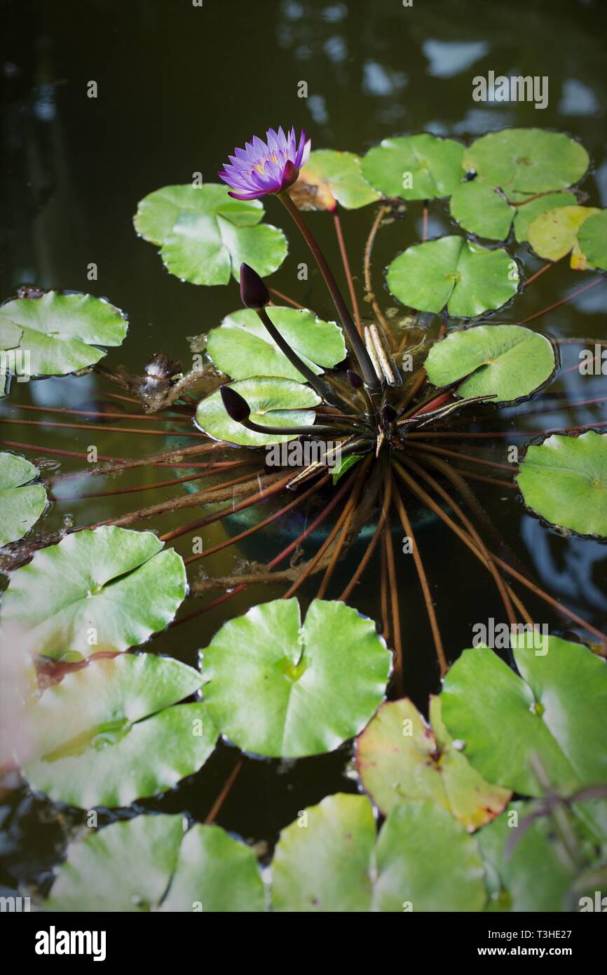 Purple lotus flower in a pond at Shinjuku Gyoen National Garden in ...