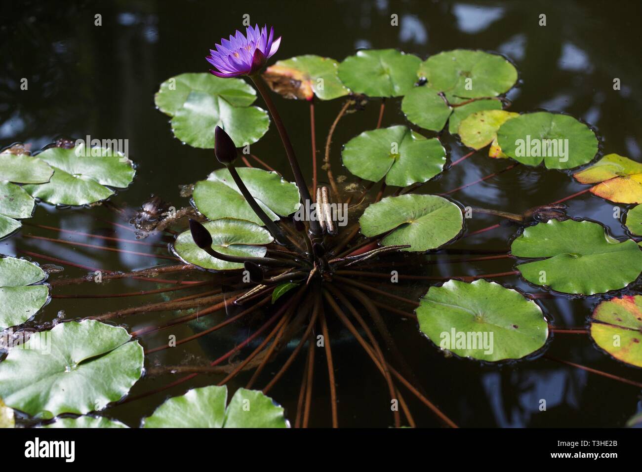 Purple lotus flower in a pond at Shinjuku Gyoen National Garden in ...