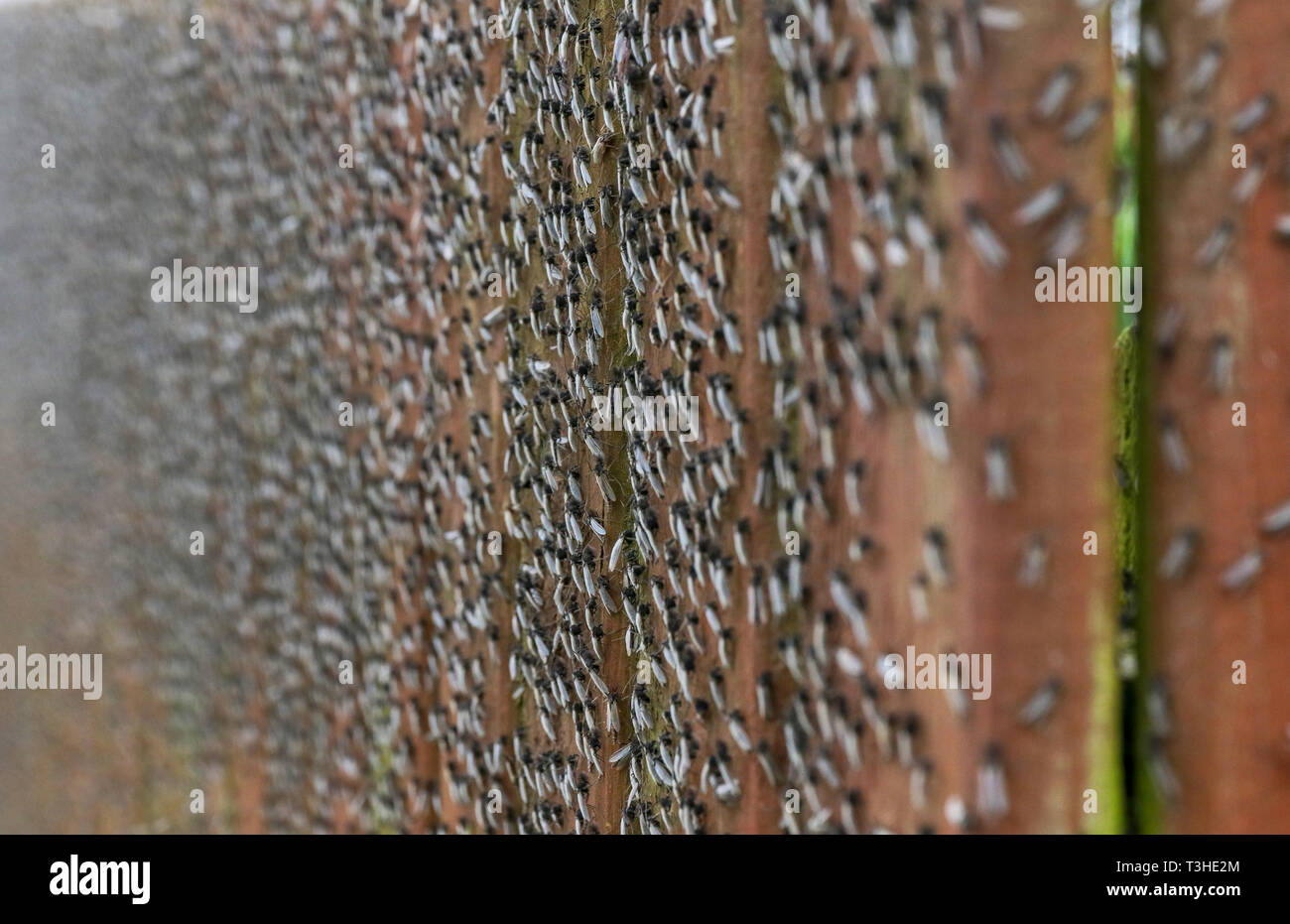 Mayfly Swarm