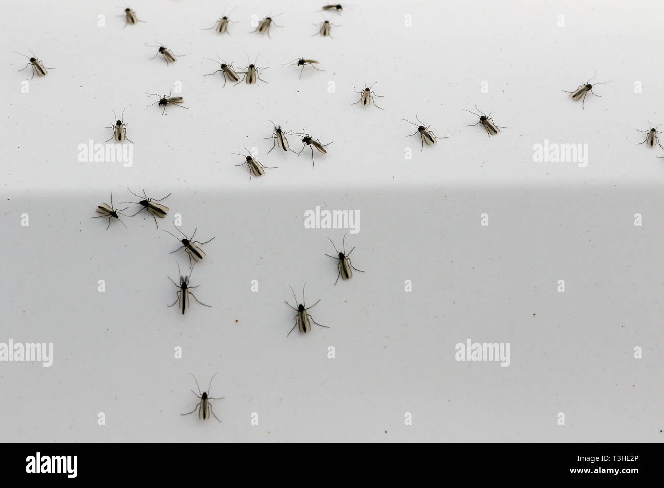 Lough Neagh Mayfly hatch April 2019 .Mayflies on a white background ...