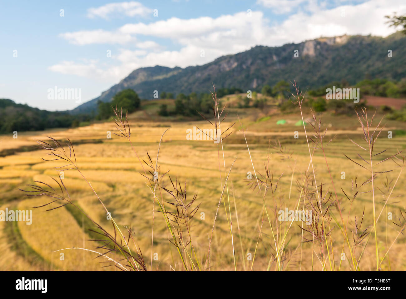 Closeup picture of beautiful local vegetation located close to Inle ...