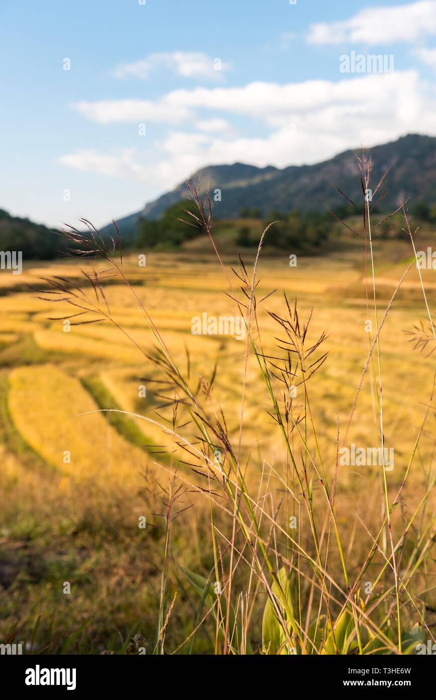 Vertical and Closeup picture of beautiful local vegetation located ...